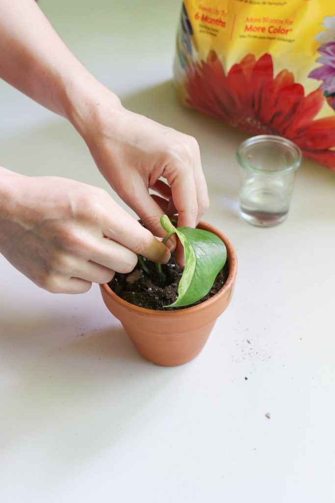 Multiply Your Plants for Free By Growing From Cuttings | Hello Nest