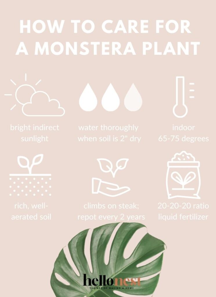 How to Help Your Monstera Plant Thrive | Hello Nest