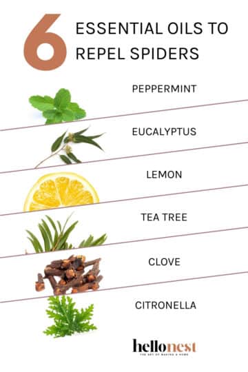 Get Rid of Spiders for Good with Essential Oils | Hello Nest
