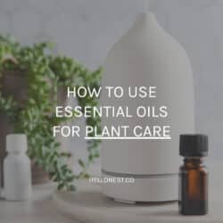 Guide to Essential Oils for Air Purifiers | Hello Nest