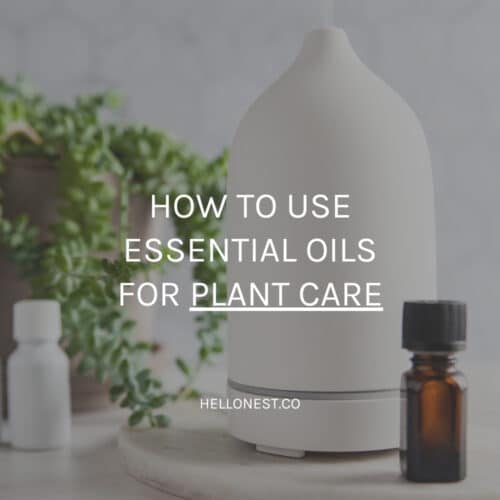 Guide to Essential Oils for Air Purifiers | Hello Nest