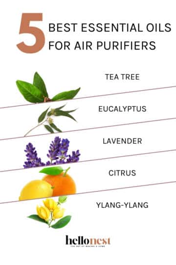 Guide to Essential Oils for Air Purifiers | Hello Nest