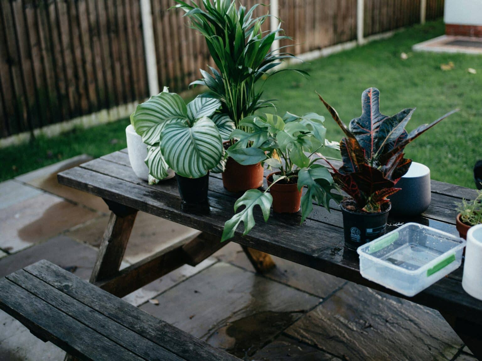 How to Decipher Plant Care Symbols + Their Meanings | Hello Nest