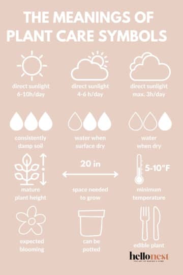 How to Decipher Plant Care Symbols + Their Meanings | Hello Nest